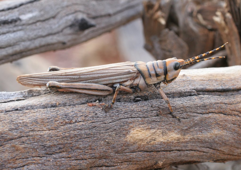 Coryphistina from Wiluna WA 6646, Australia on July 25, 2006 by ...