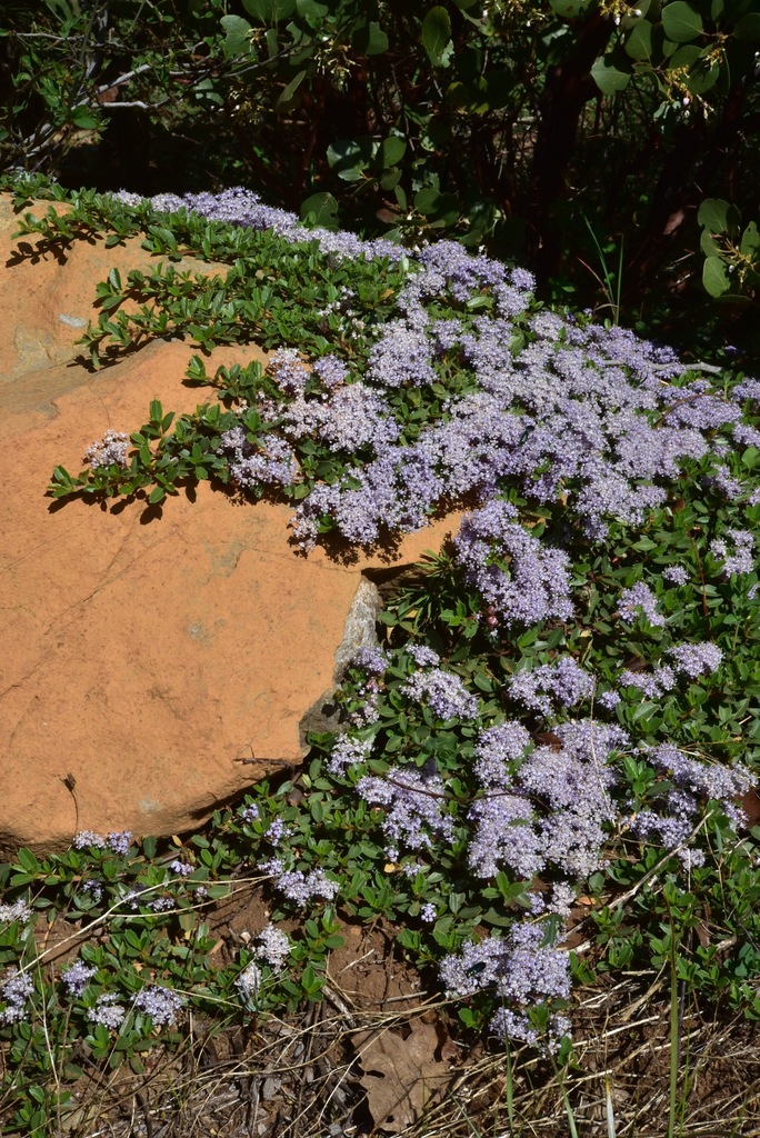Mahala mat (Ceanothus prostratus) - Botanical Realm