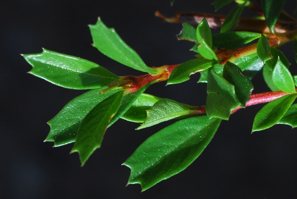 Mahala mat (Ceanothus prostratus) - Botanical Realm