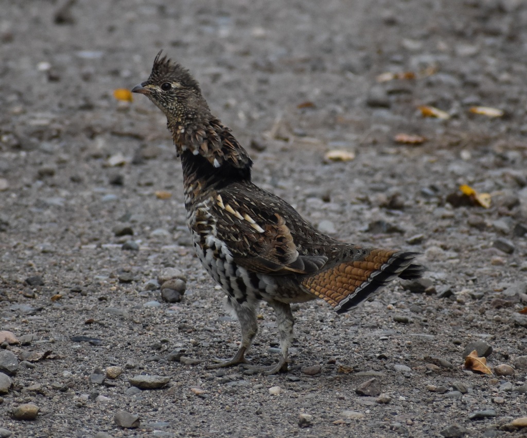 Ruffed Grouse from Rice Lake National Wildlife Refuge, Aitkin County ...