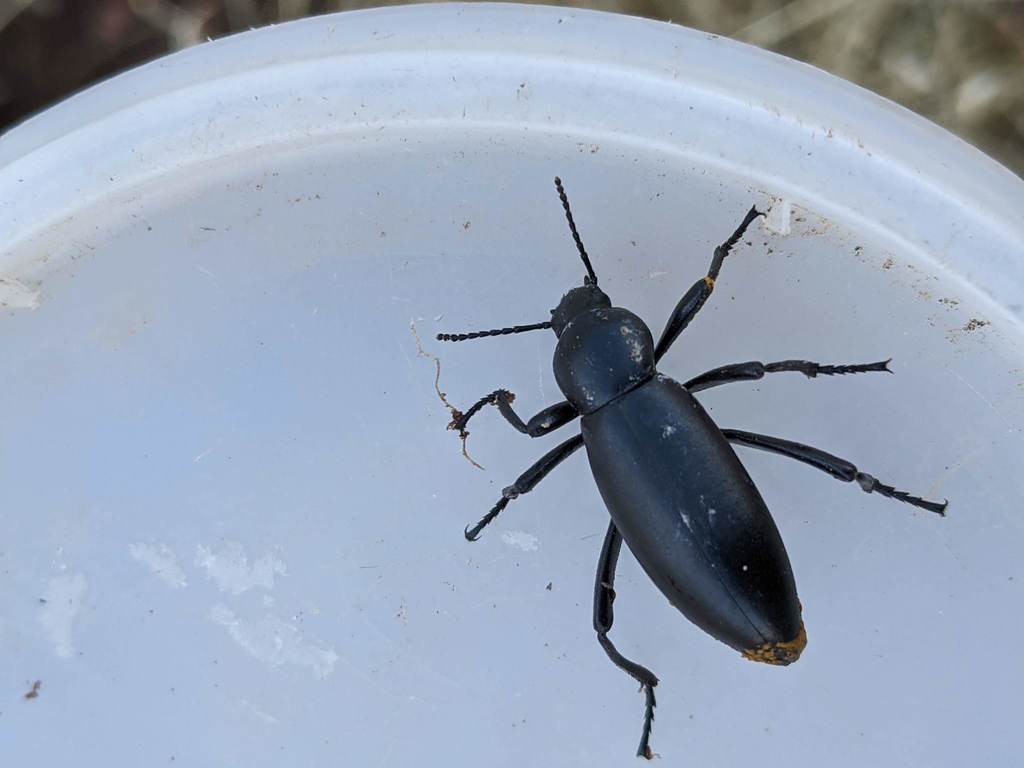 Eleodes gigantea from San Benito, California, United States on February ...