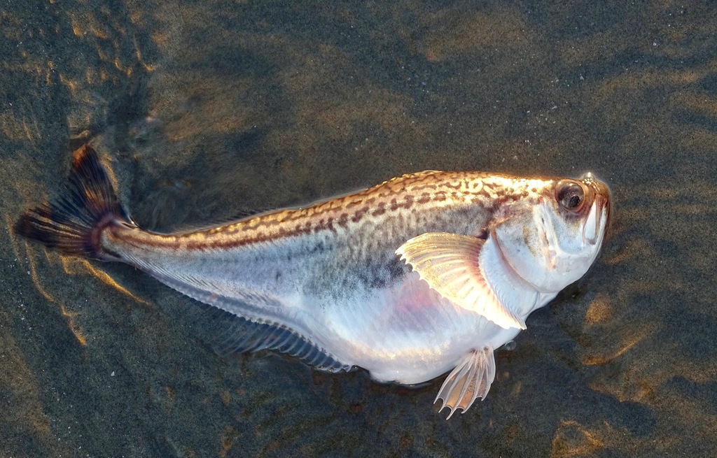 Sandfishes (Trichodontidae) - Marine Life Identification