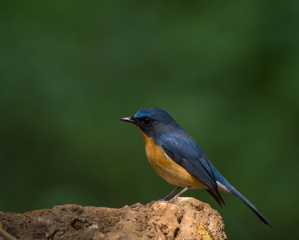 Chinese Blue Flycatcher (Birds of Singapore) · iNaturalist