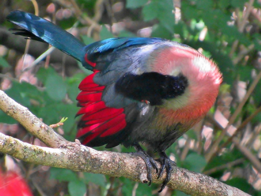 Turacos (Musophagiformes) - Avian Discovery