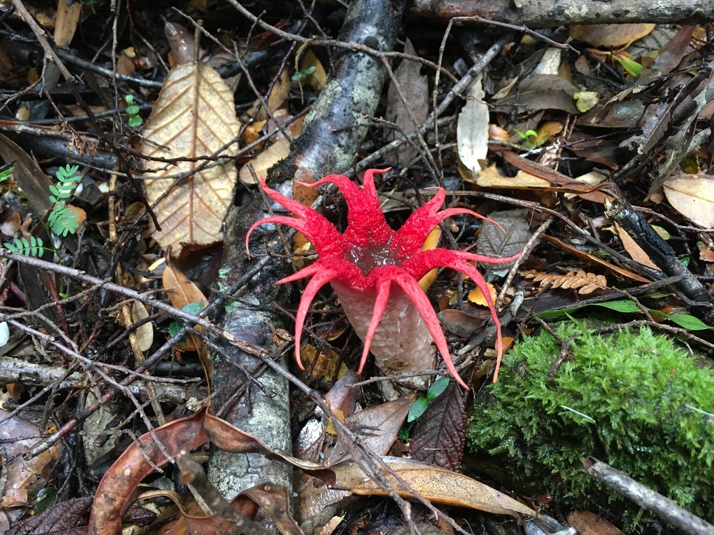 anemone stinkhorn fungus from Savage River TAS 7321, Australia on ...