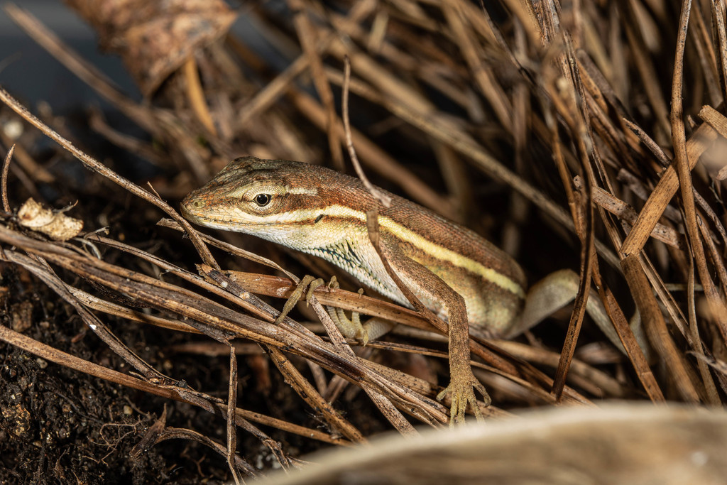 Grass Anole from Colón, Panamá on February 7, 2021 at 08:35 PM by ...