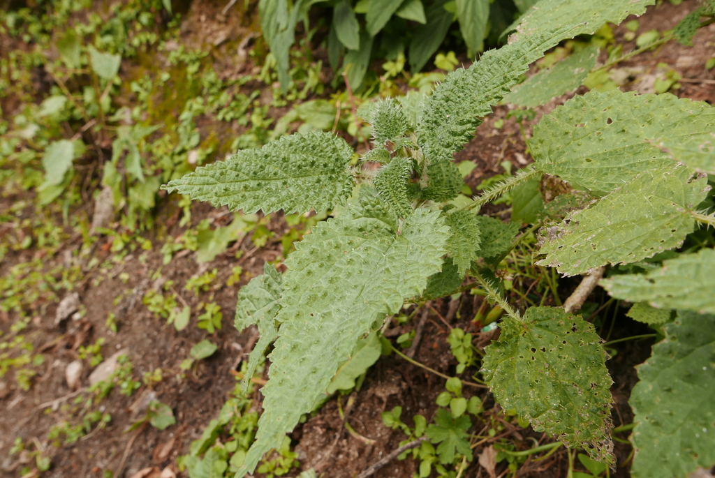 Himalayan Nettle from Bagmati, Nepal on October 29, 2017 at 03:11 PM by ...