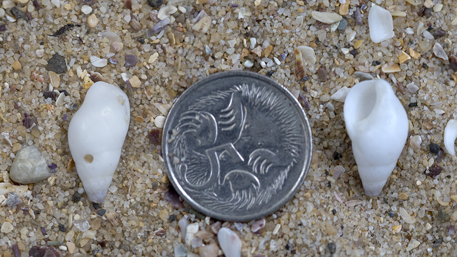 yellow-coated clusterwink from Sydney NSW, Australia on February 8 ...