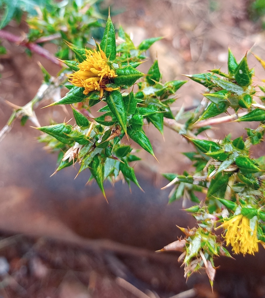 Weed African Thistle from Cape Winelands, South Africa on February 07 ...