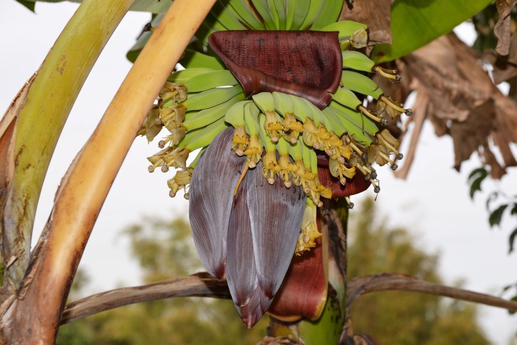Plantain from Doumen District, Zhuhai, Guangdong Province, China on ...