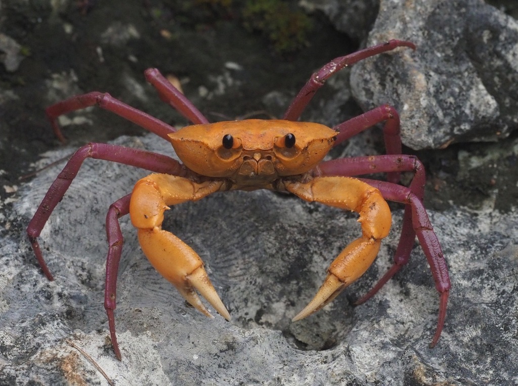 Malagasy Freshwater Crab in December 2020 by kenbehrens · iNaturalist