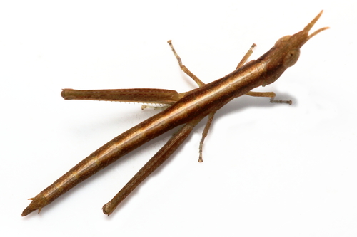 Genus Amangu · iNaturalist