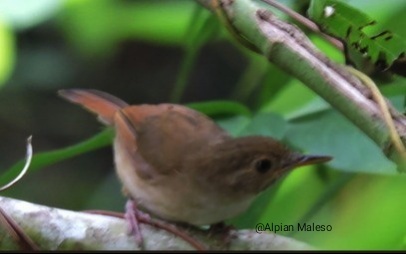 Subspecies Pellorneum celebense togianense · iNaturalist