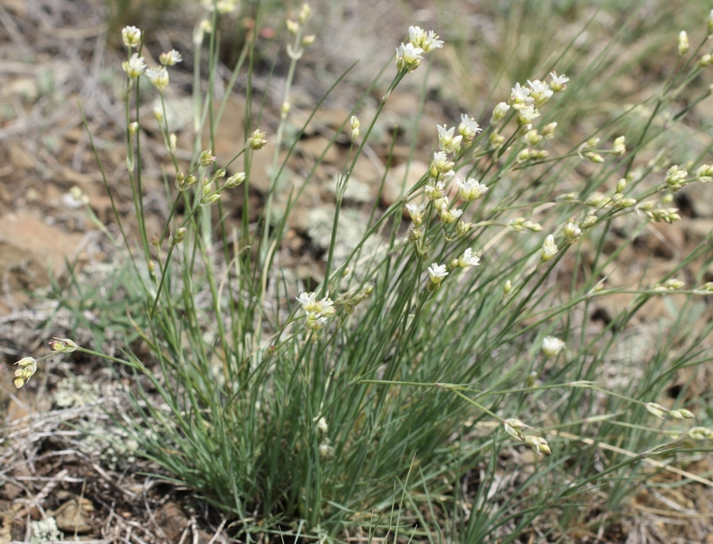 (Eremogone ikonnikovii) - Botanical Realm