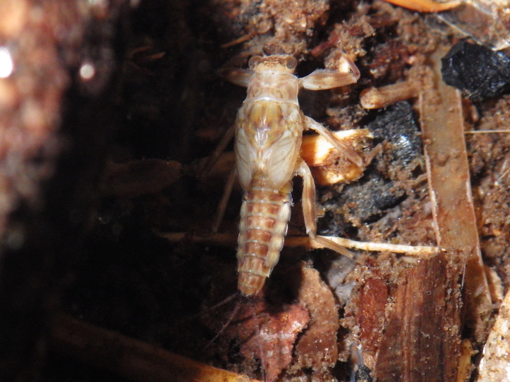 Spiny Crawler Mayflies from Washington, United States on September 10 ...
