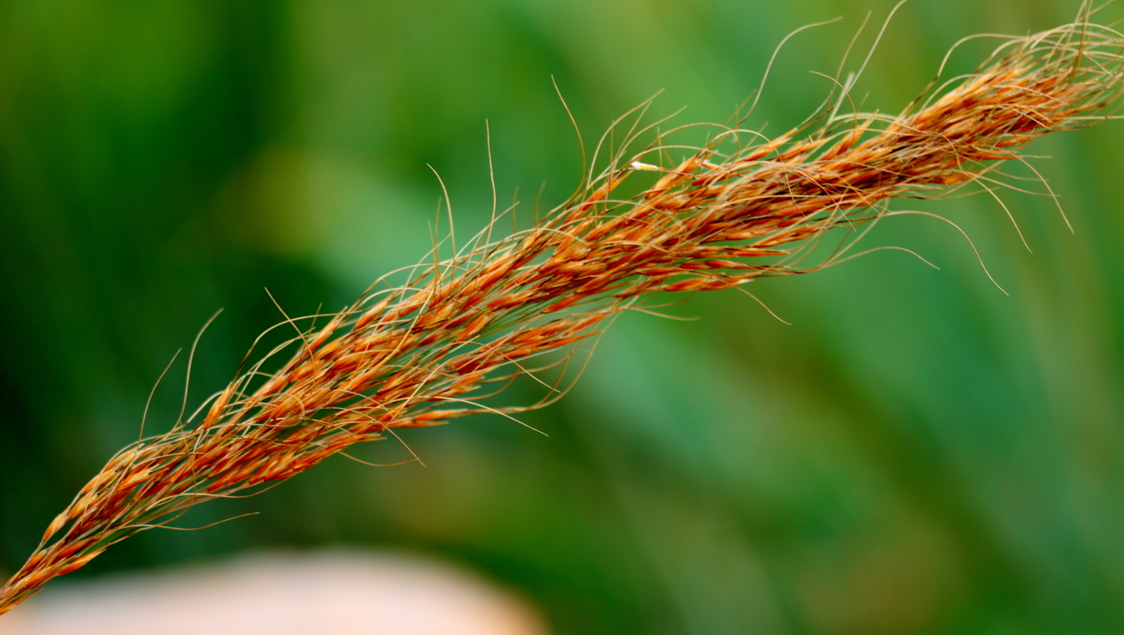 Loudetia simplex (Nees) C.E.Hubb.