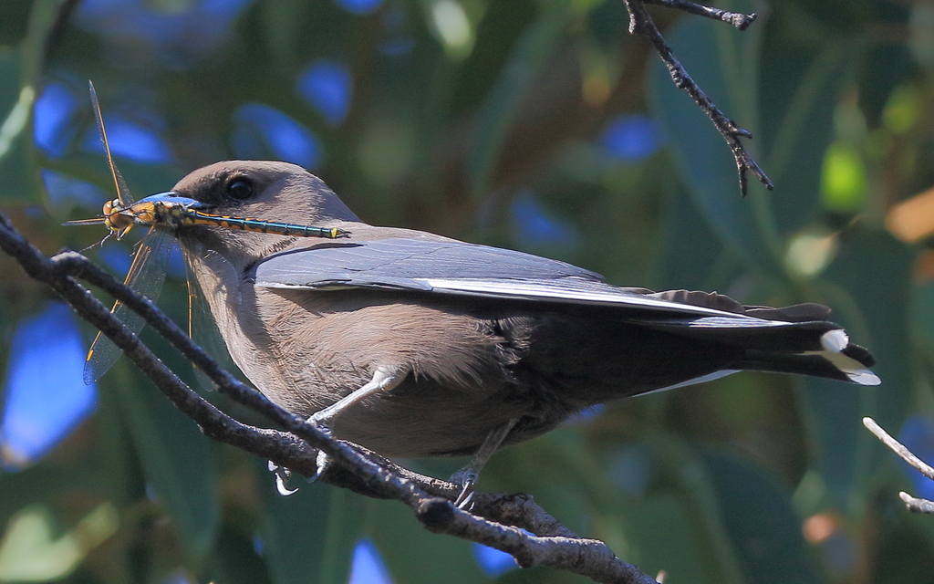 Woodswallows, Butcherbirds, Currawongs, and Peltops (Artamidae) - Avian ...