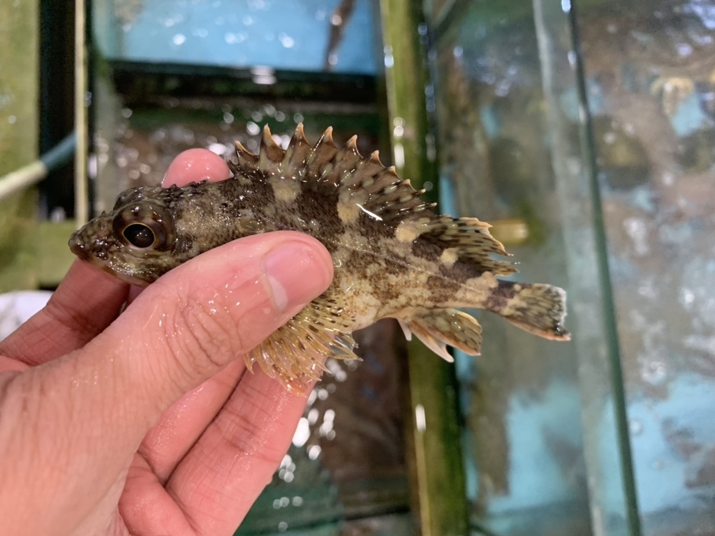 False Kelpfish from 苍南县, 温州市, 浙江省, CN on February 08, 2021 at 10:46 PM ...