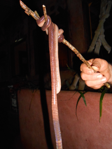 Genus Glossoscolex · iNaturalist United Kingdom