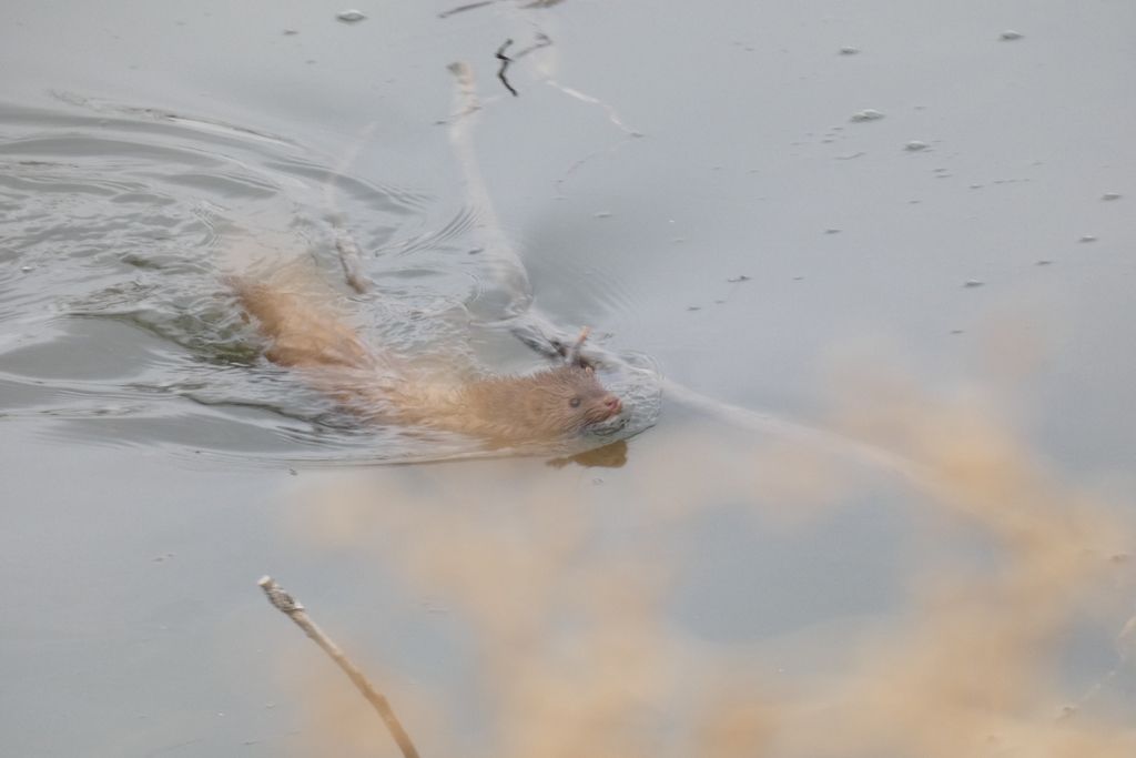 American Mink from Barr Lake, Colorado, USA on March 14, 2020 at 09:56 ...