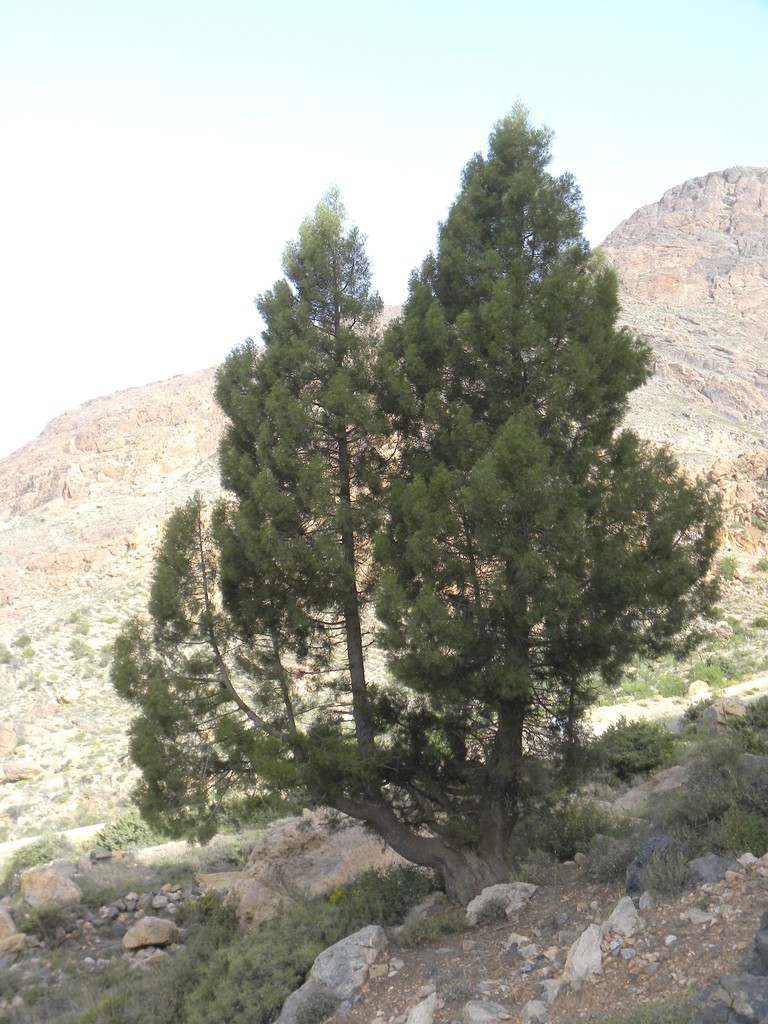 sandarac tree (Tetraclinis articulata) - Botanical Realm