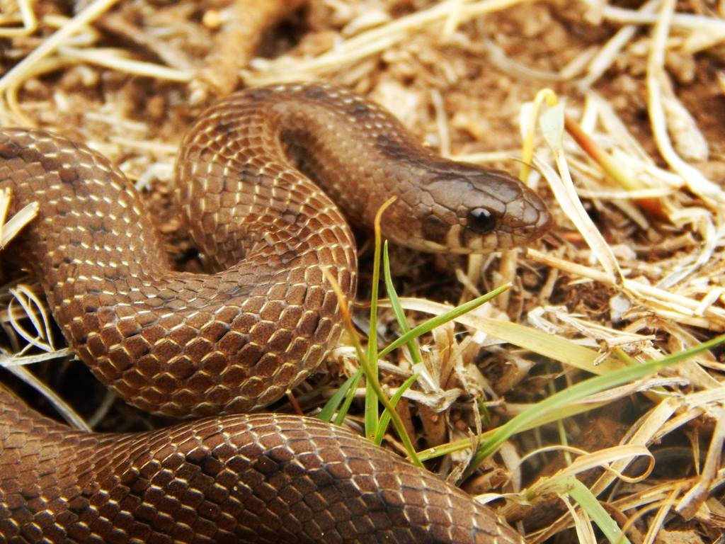 Largenose Earth Snake (Conopsis nasus) - Snakes and Lizards