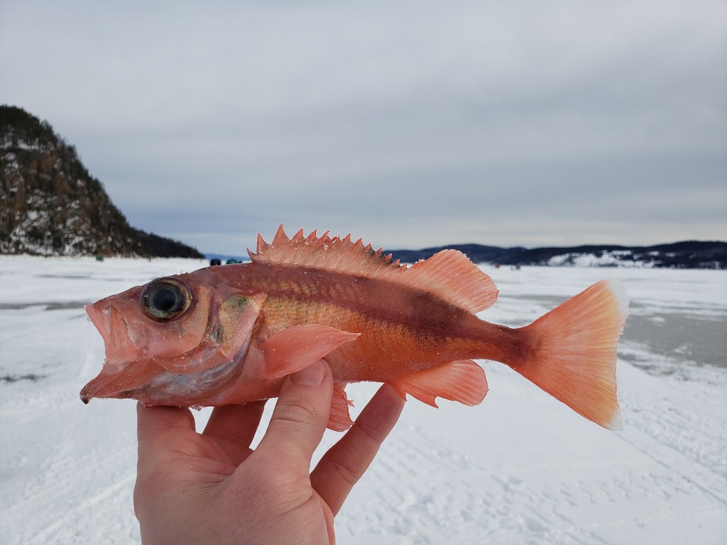 Deepwater Redfish (Sebastes mentella) (Wildlife of the United States ...