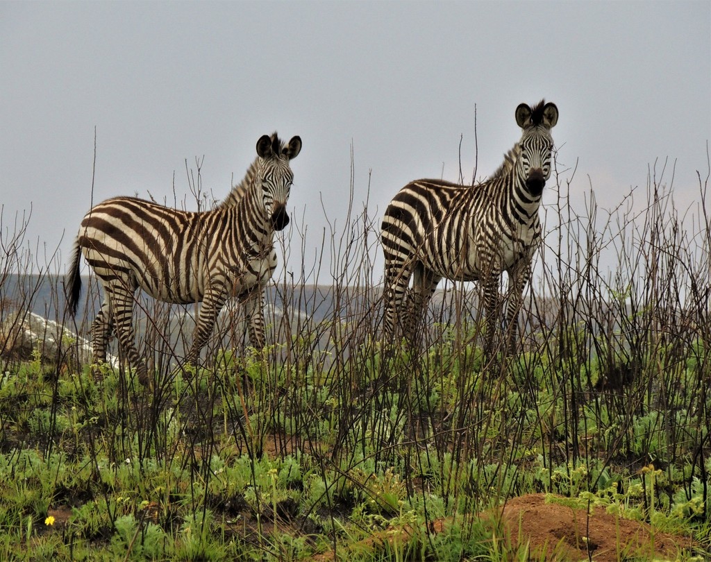 Crawshay's Zebra (Equus quagga crawshayi) - Know Your Mammals