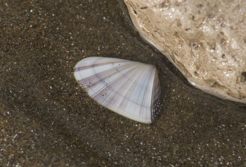 Donax hanleyanus (Florianopolis - Invertebrates, no insects) · iNaturalist