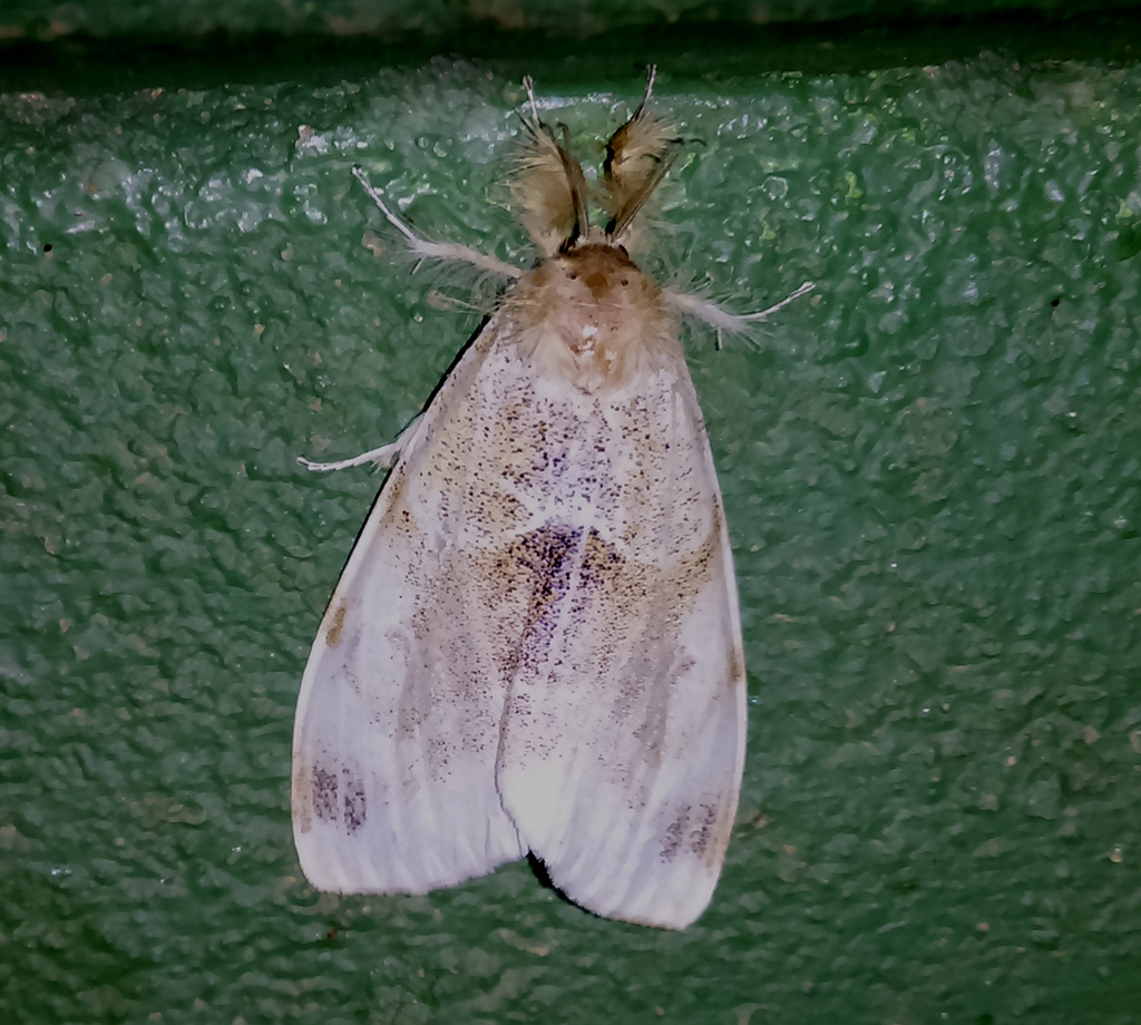 Pida decolorata from Nongstoin, Meghalaya 793119, India on November 6 ...