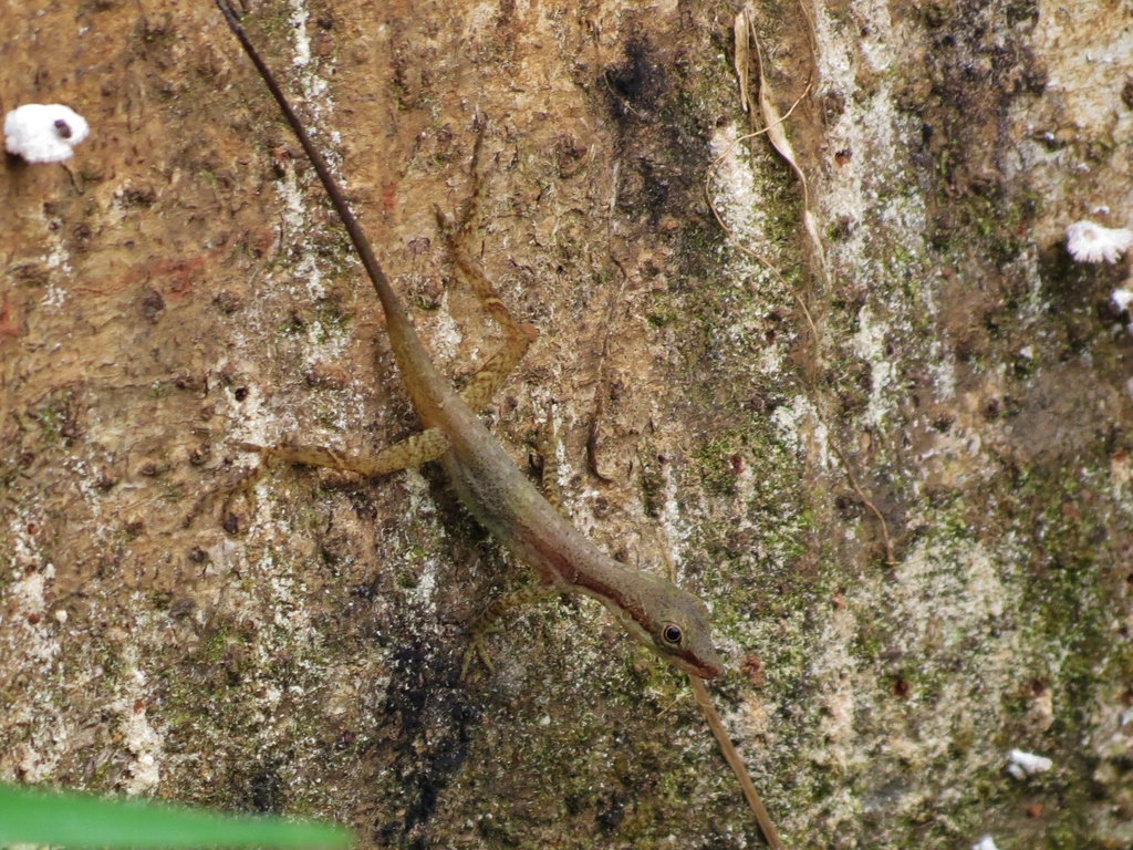 Border Anole from Nueva Guinea, Nicaragua on October 10, 2013 at 07:08 ...