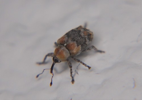 Tribe Lignyodini · iNaturalist