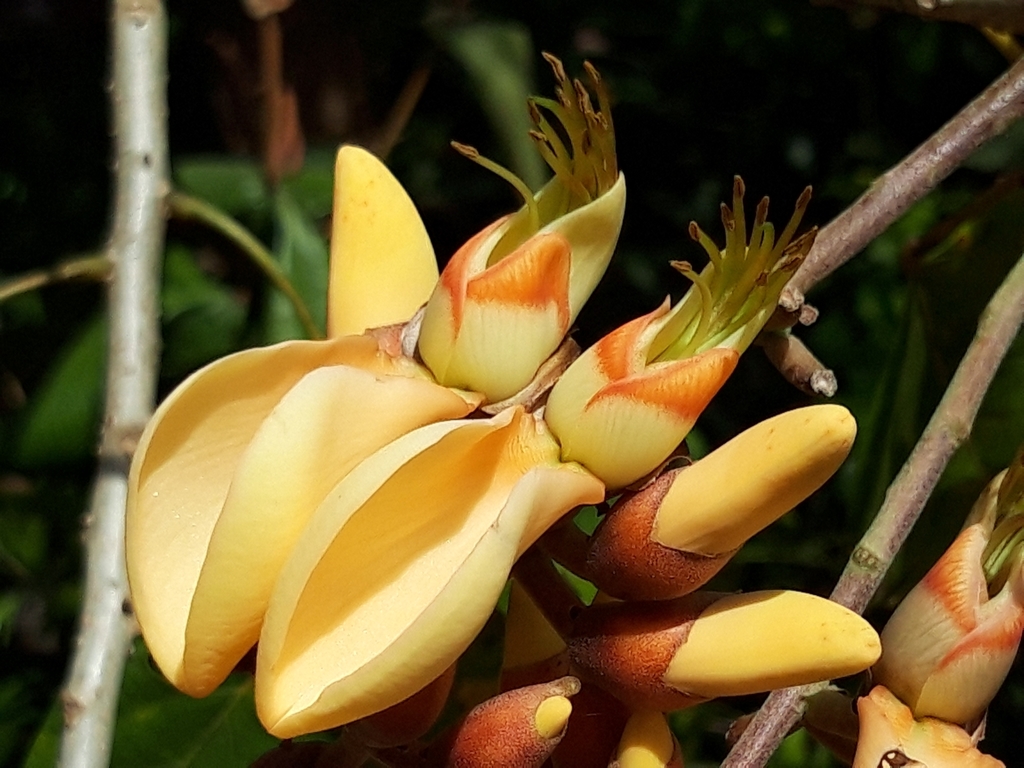 Coral trees (Erythrina) - Botanical Realm