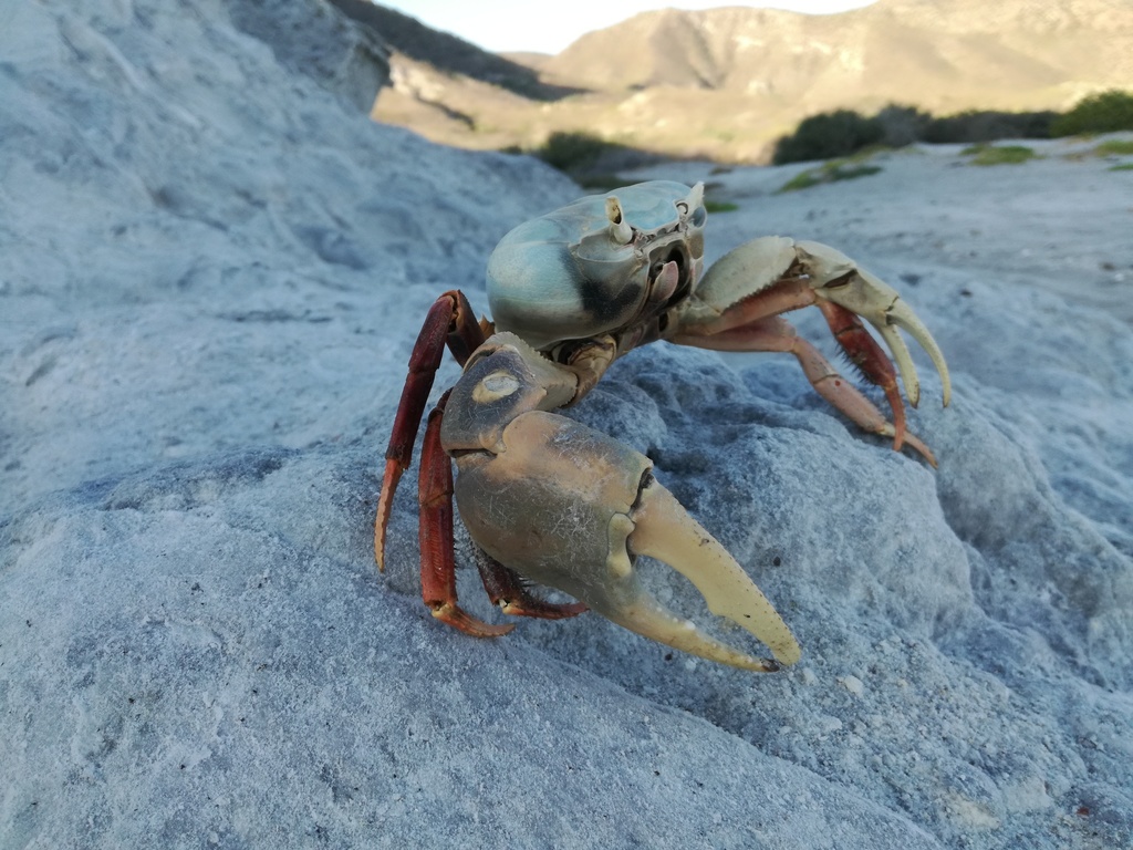Thoracotrematan Crabs from San Basilio, B.C.S., México on October 19 ...