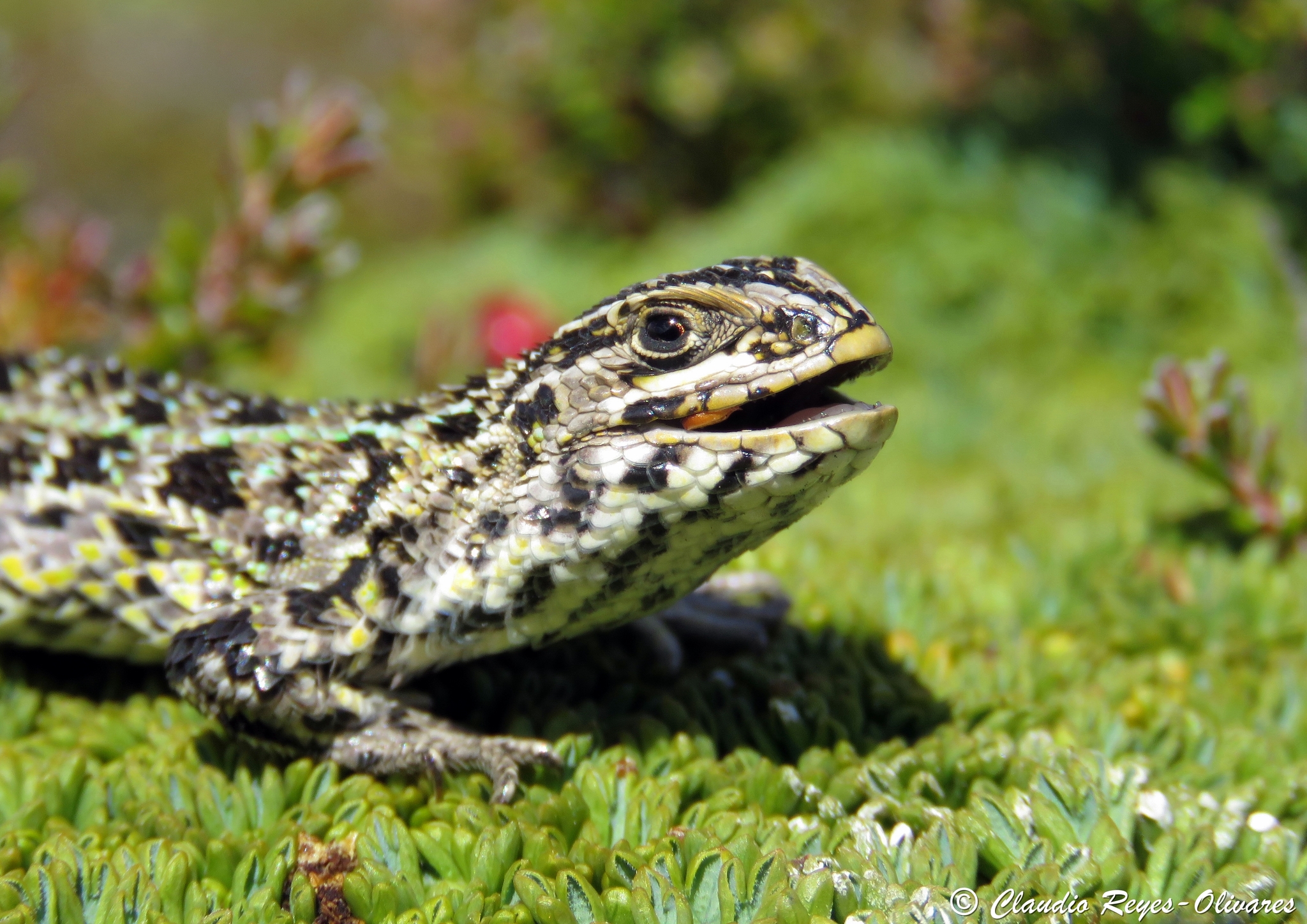 Liolaemus magellanicus Hombron & Jacquinot, 1853