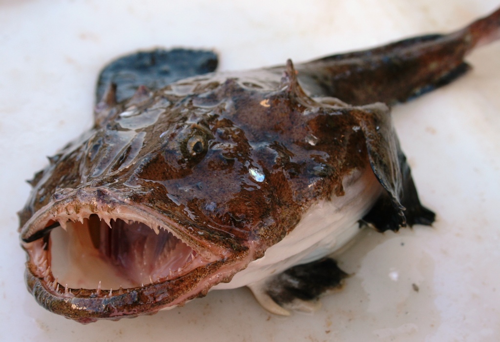American Monkfish (Lophius americanus) - Marine Life Identification