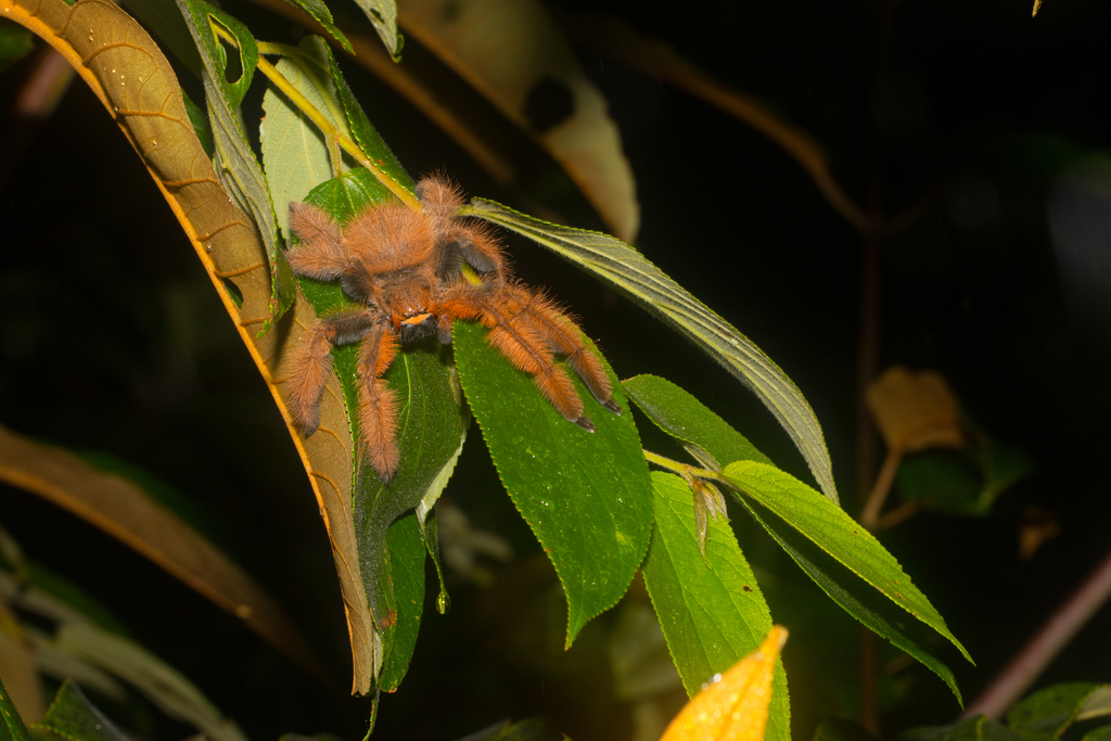 Lion Spider from Madagaskar on April 07, 2018 by Alex Laube · iNaturalist