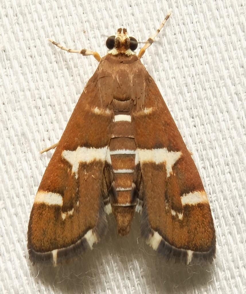 Hawaiian Beet Webworm Moth from Bibb County, GA, USA on October 27 ...