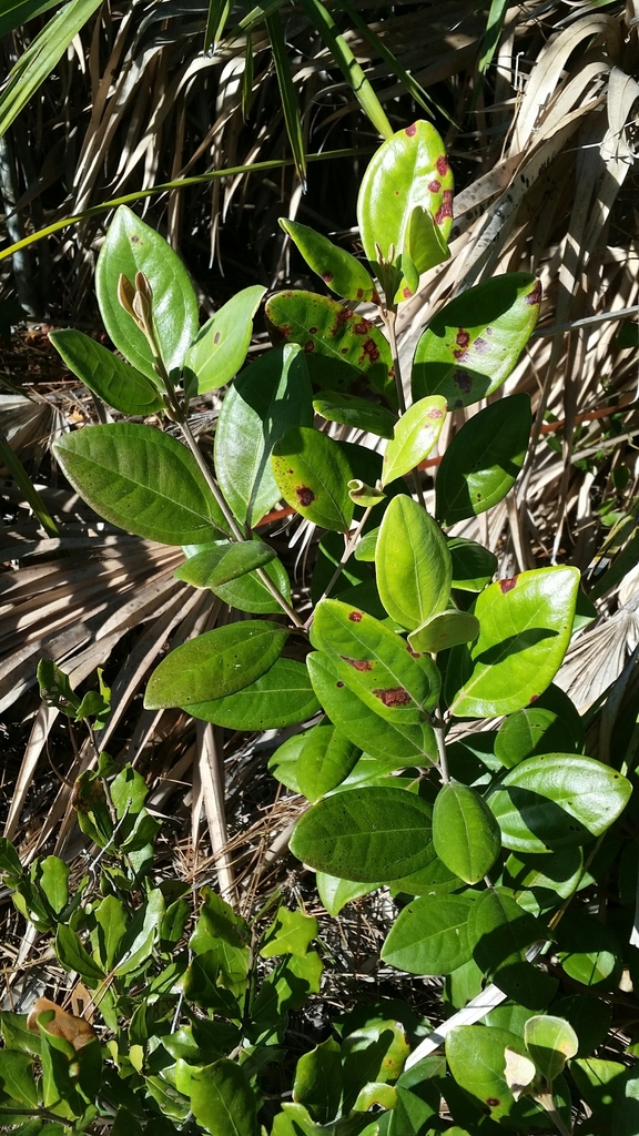 Rose Myrtle (Rhodomyrtus tomentosa) - Botanical Realm