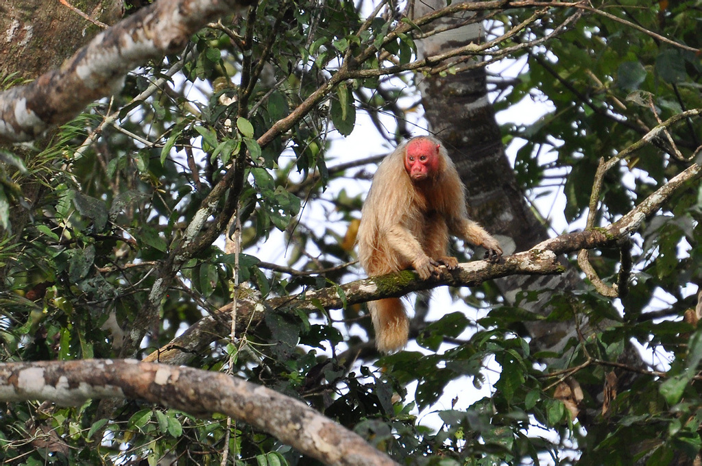 Bald Uakari (Cacajao calvus) - Know Your Mammals