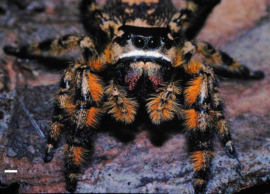 Canopy Jumping Spider (MatBio: ARACHNIDS - Matanzas Biodiversity ...