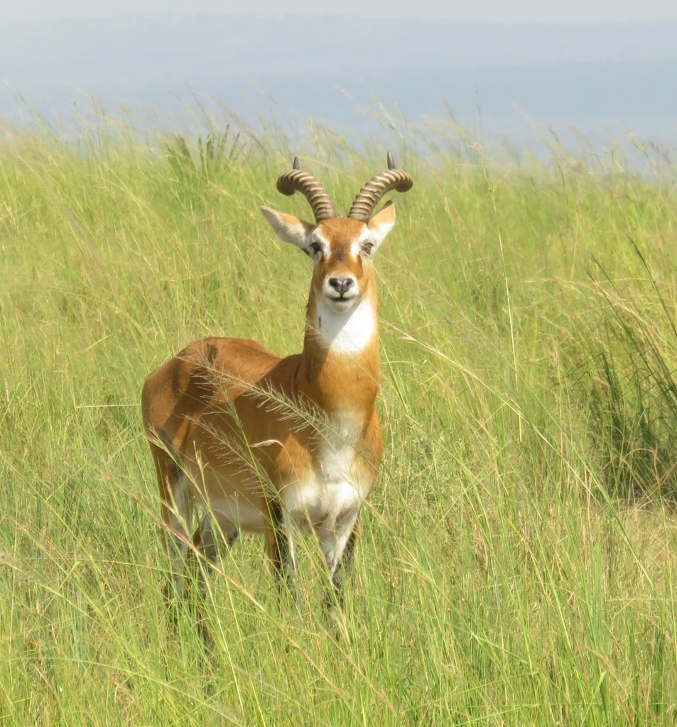 Ugandan Kob from Queen Elizabeth National Park on June 18, 2020 by Dr ...