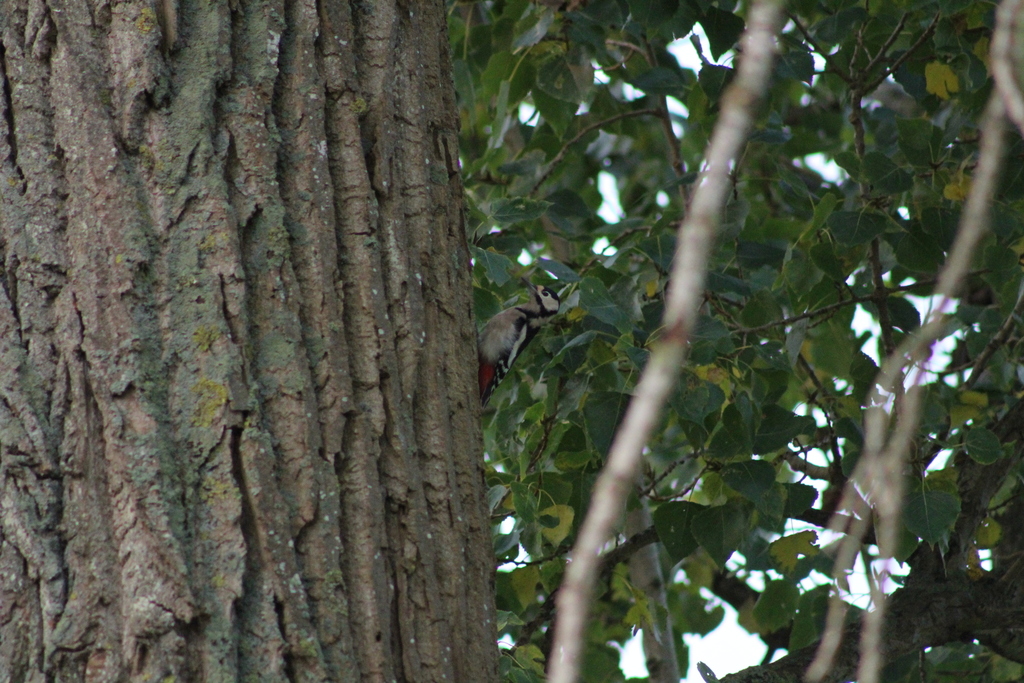 Great Spotted Woodpecker from 4156 Rumpt, Netherlands on October 17 ...