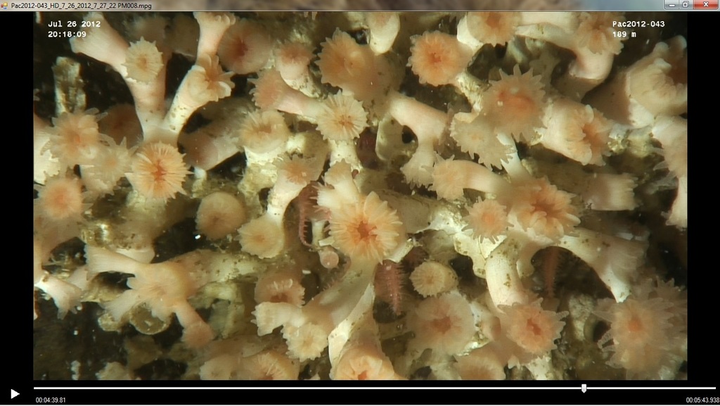 Desmophyllum (Lophelia) pertusa (Seamounts of Canada's Large Offshore ...