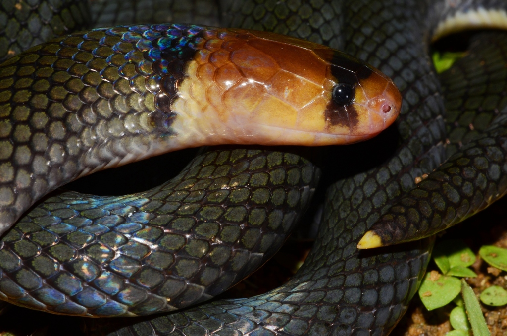 Collared Snake-eater from Mayoko, CG-NI, CG on November 20, 2013 at 09: ...