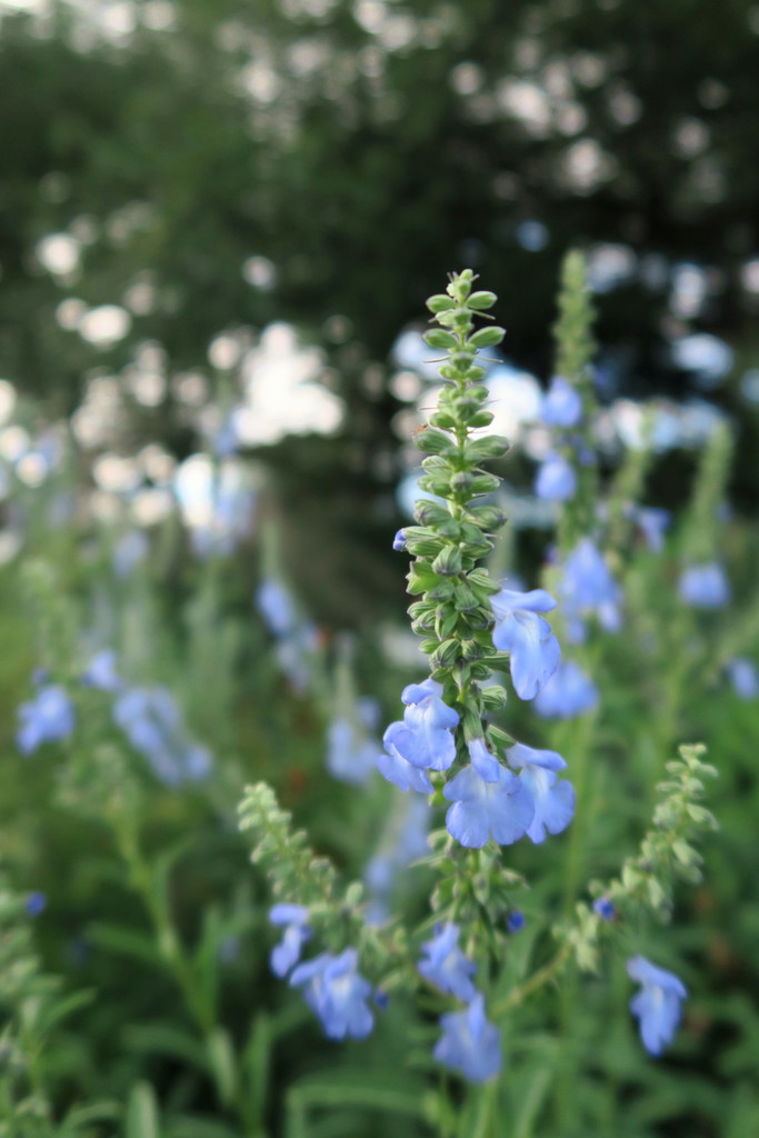 Giant Blue Sage (Plants of NRMP ) · iNaturalist