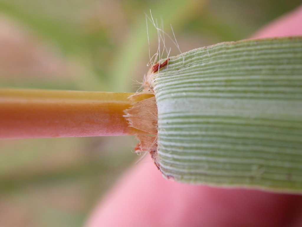 Big Bluestem (Plants of NRMP ) · iNaturalist