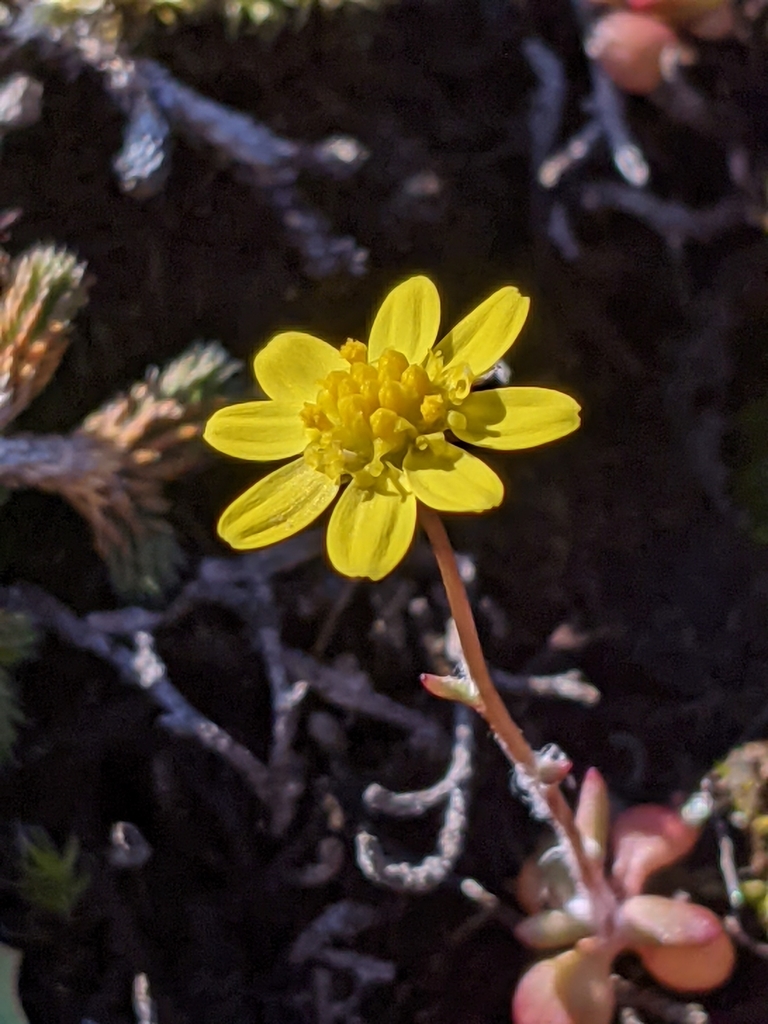 spring gold (Guide to OSU Collins Demonstration Forest, Gold Hill ...