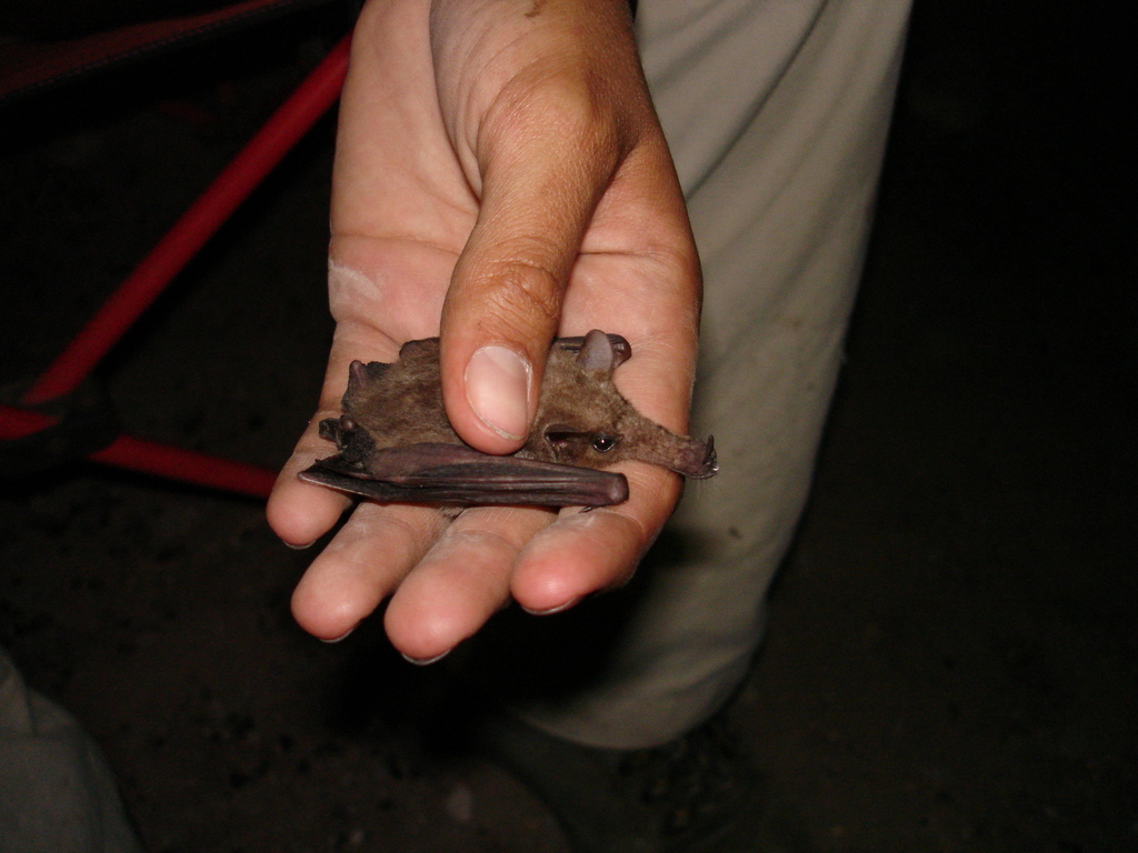 Banana Bat (Musonycteris harrisoni) - Know Your Mammals