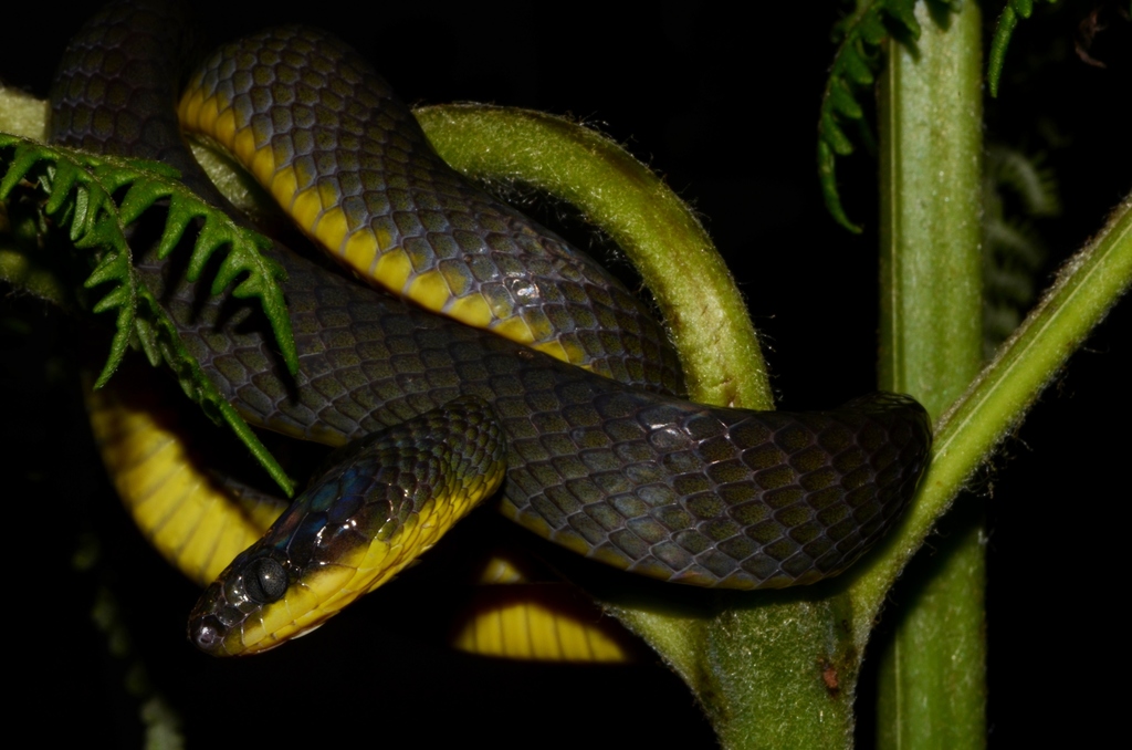 Underwood's Nocturnal Tree Snake (Herpetofauna of the Upper Guinean ...